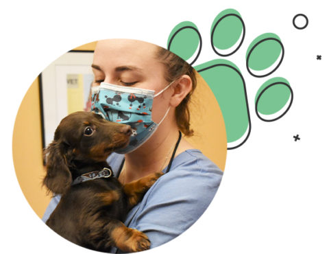 Best Vet Hospital In Cambridge, MA Cambridge Veterinary Care