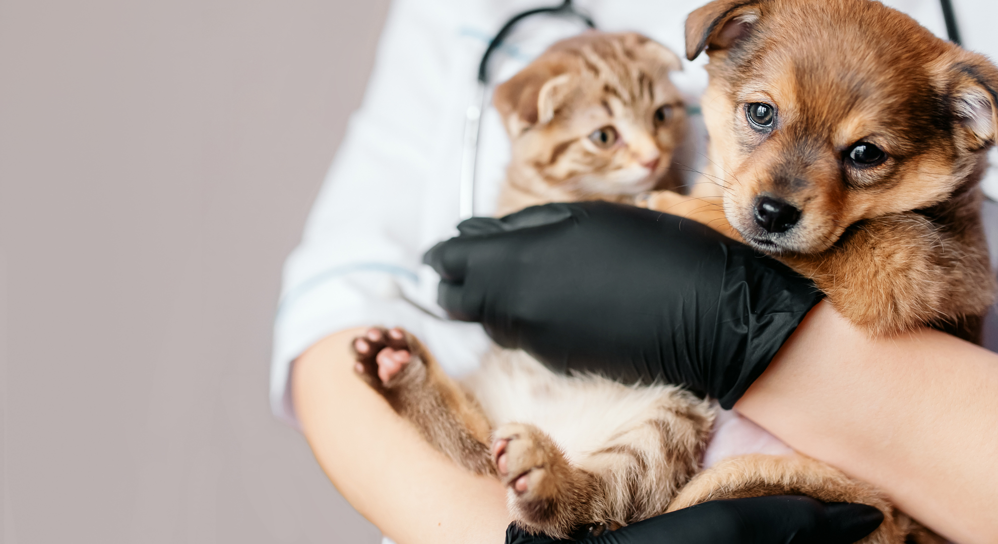 Cambridge MA Veterinary Services | Cambridge Veterinary Care